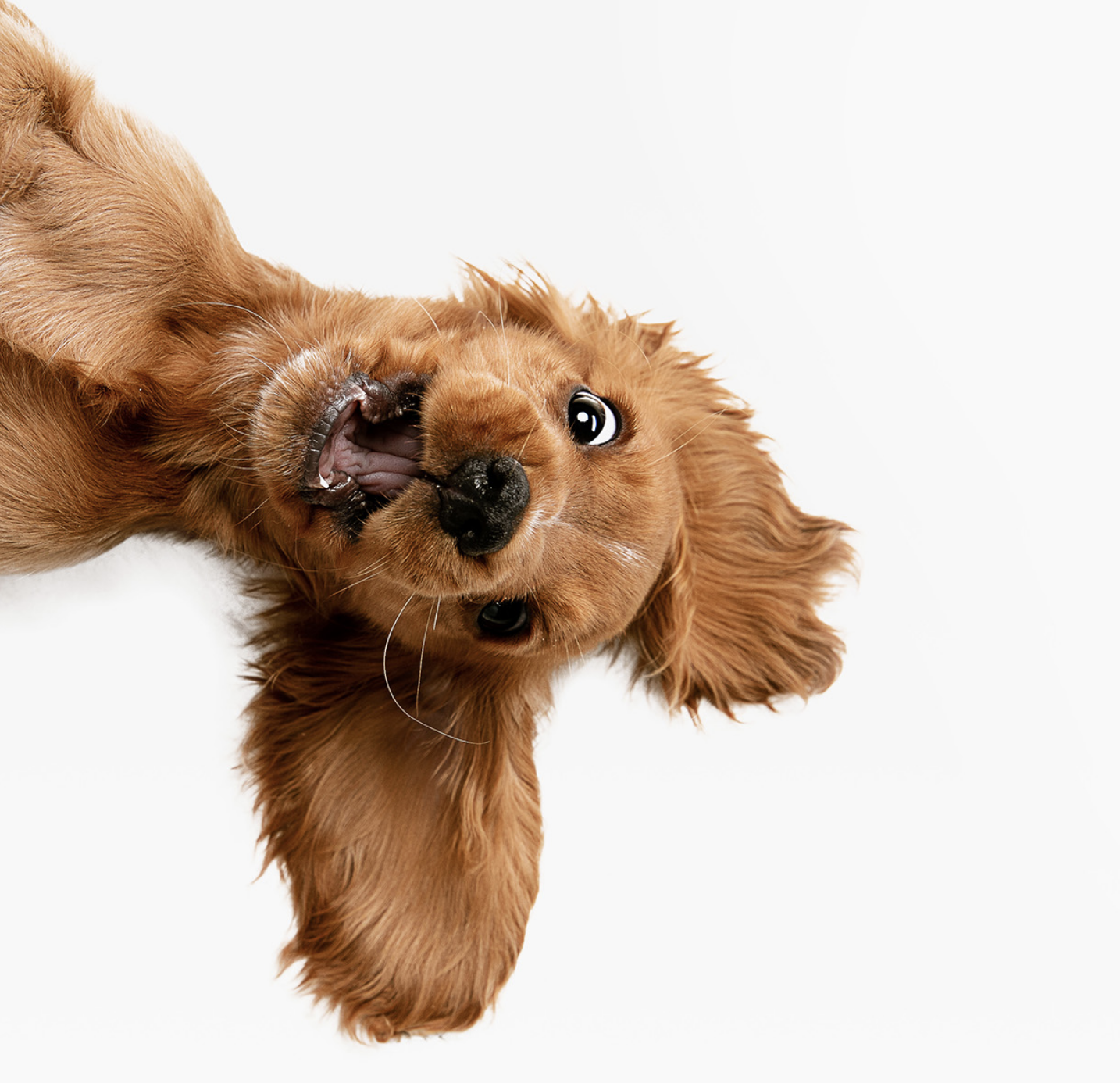 Colchester Dog Day Care | Trusted Canine Creche for Your Pet