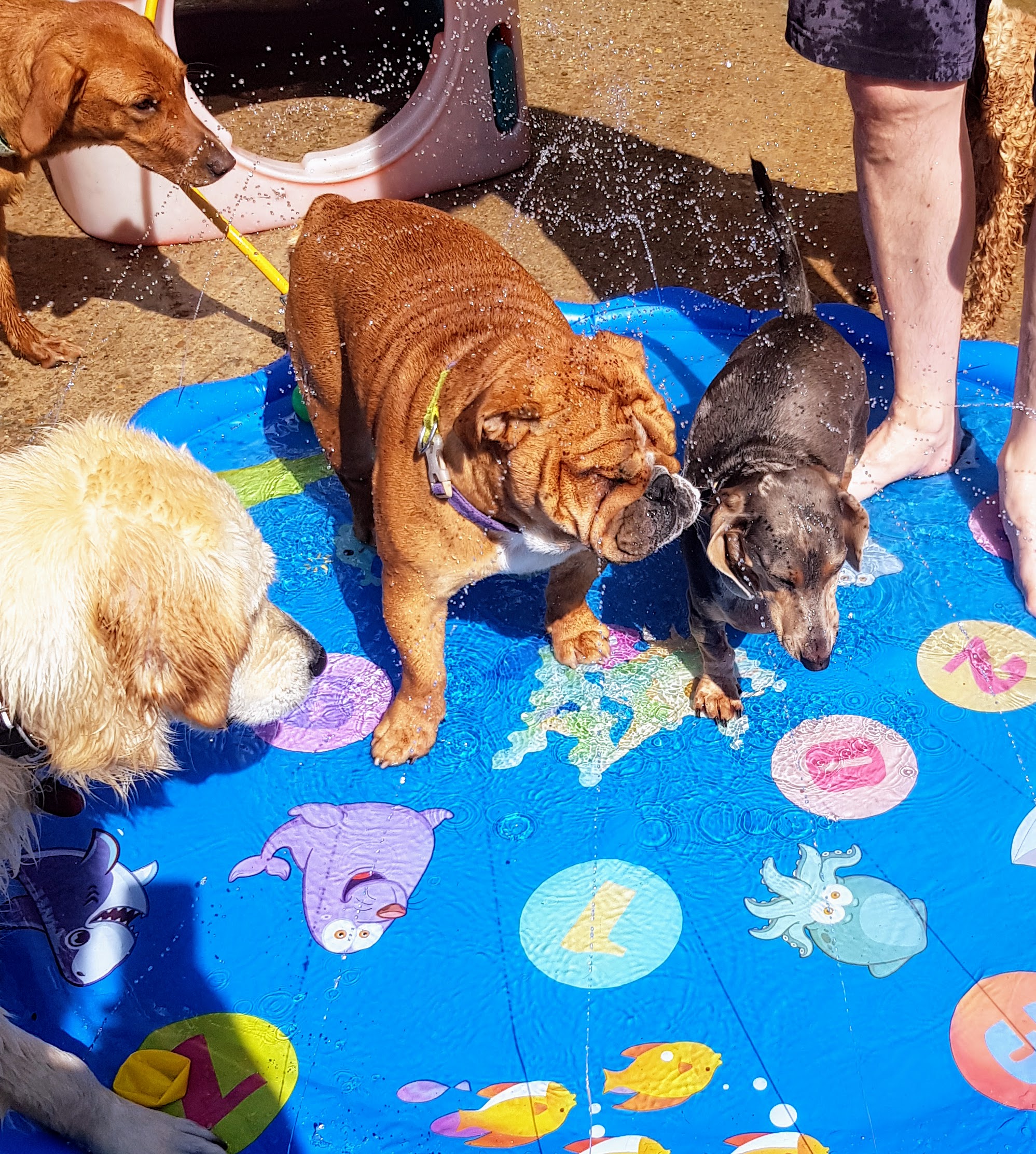 Gallery | Colchester Canine Creche